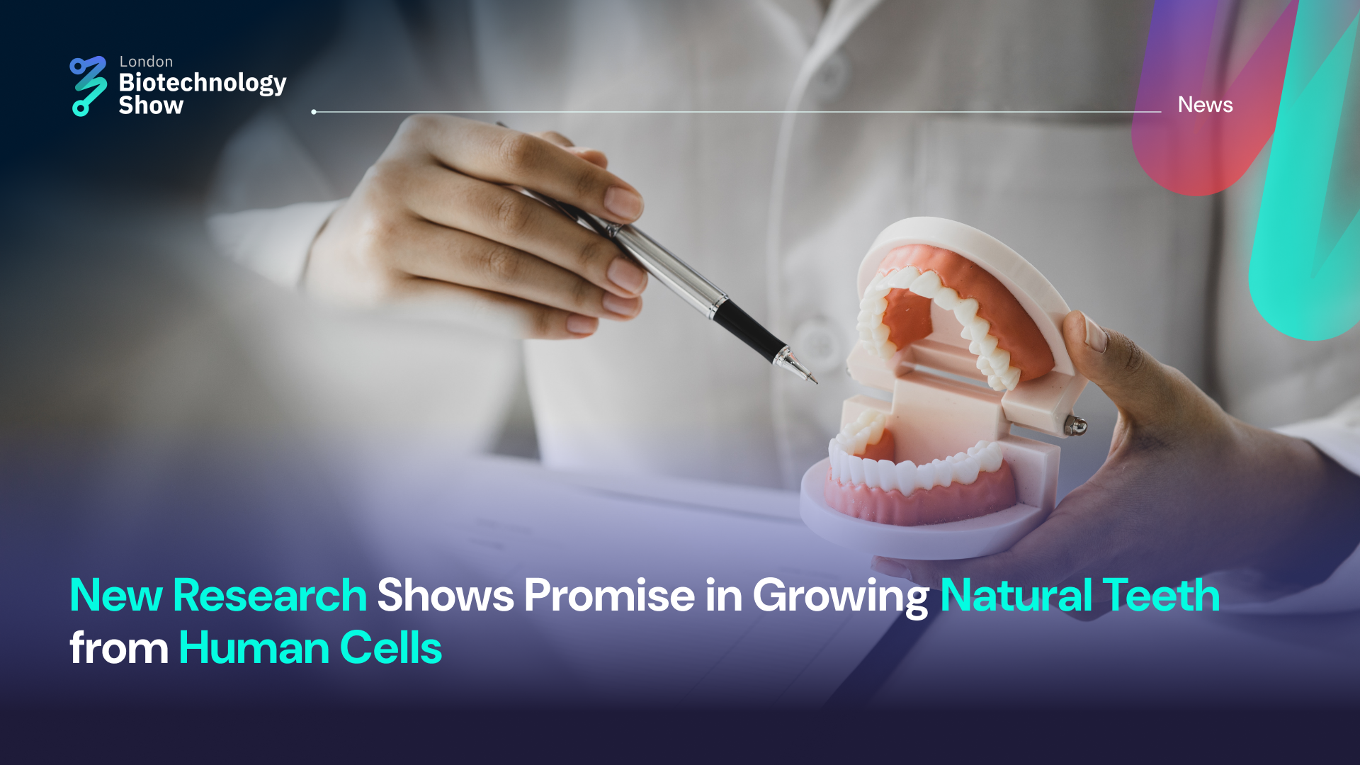 New Research Shows Promise in Growing Teeth from Human Cells