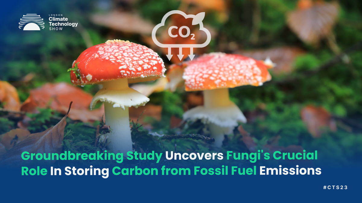 New Study reveals Fungi's Role In Storing Fossil Fuel Emissions